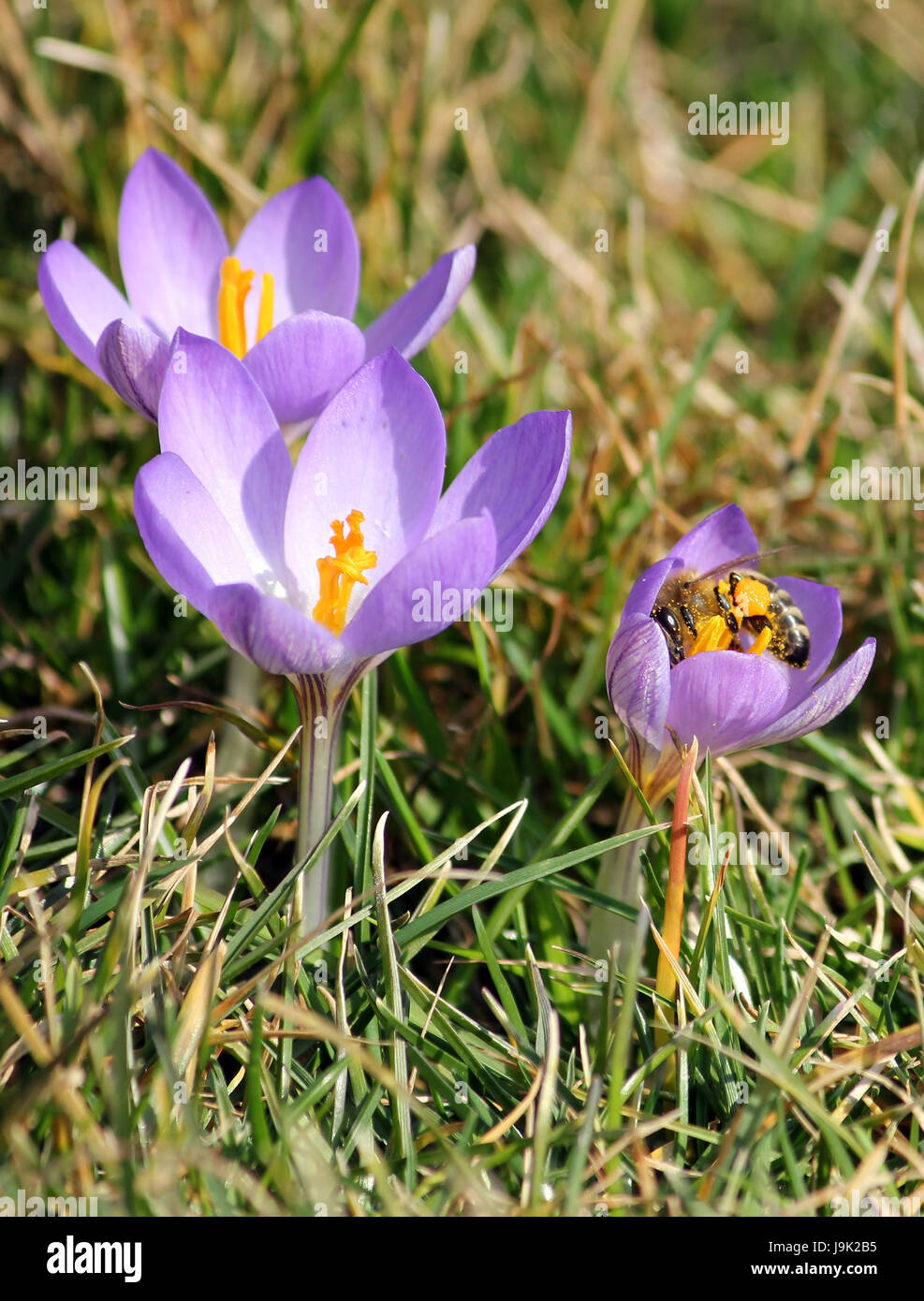 blue, leaf, insect, flower, plant, green, leaves, wing, grasses, crocus ...