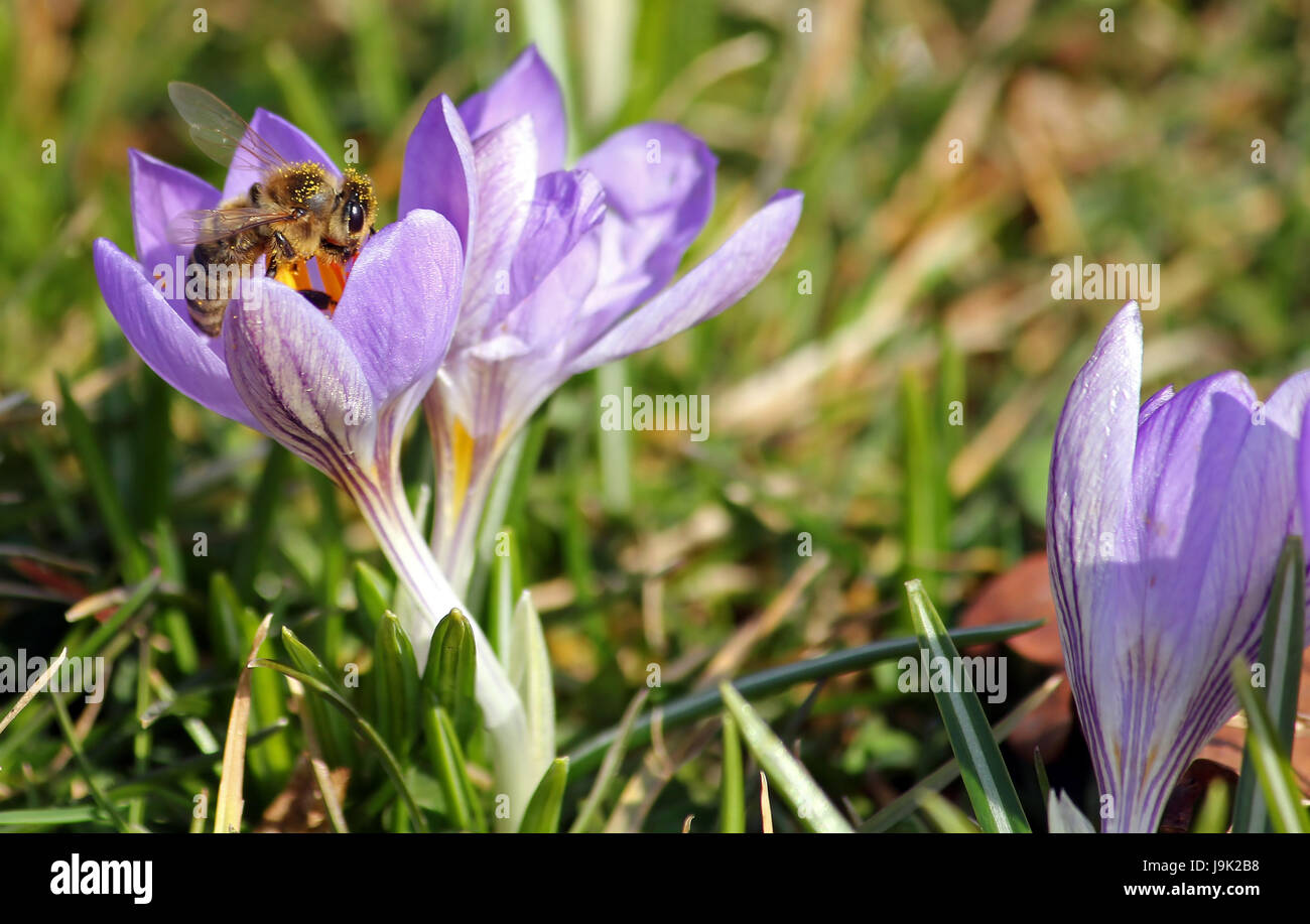 blue, leaf, insect, flower, plant, green, leaves, wing, grasses, crocus ...