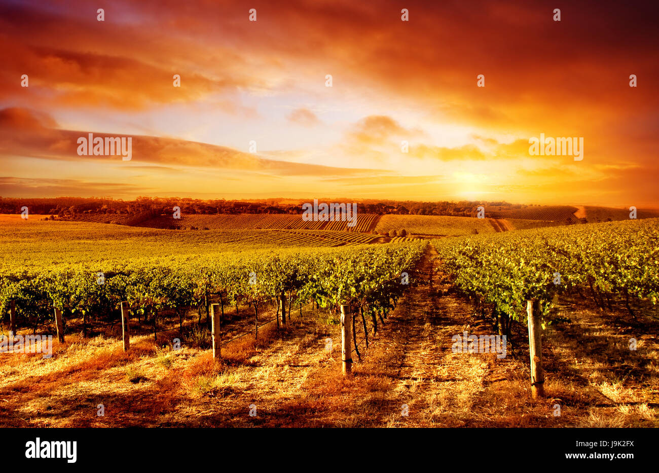 sunset, tourism, sunrise, vineyard, wineyard, landscape, scenery ...