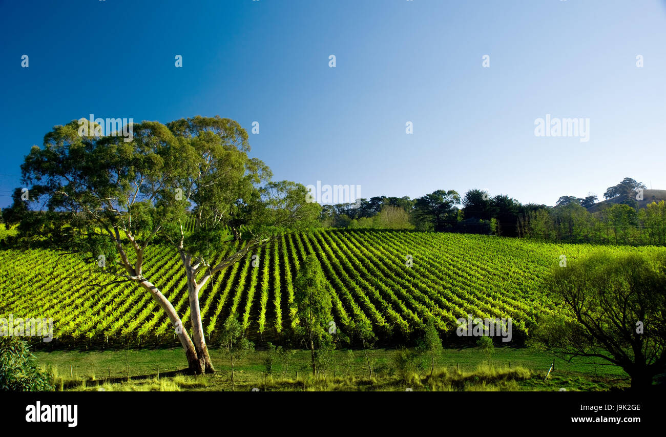 tourism, australia, vineyard, wineyard, landscape, scenery, countryside ...