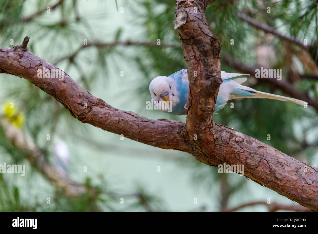 Budgerigar on the tree Stock Photo - Alamy