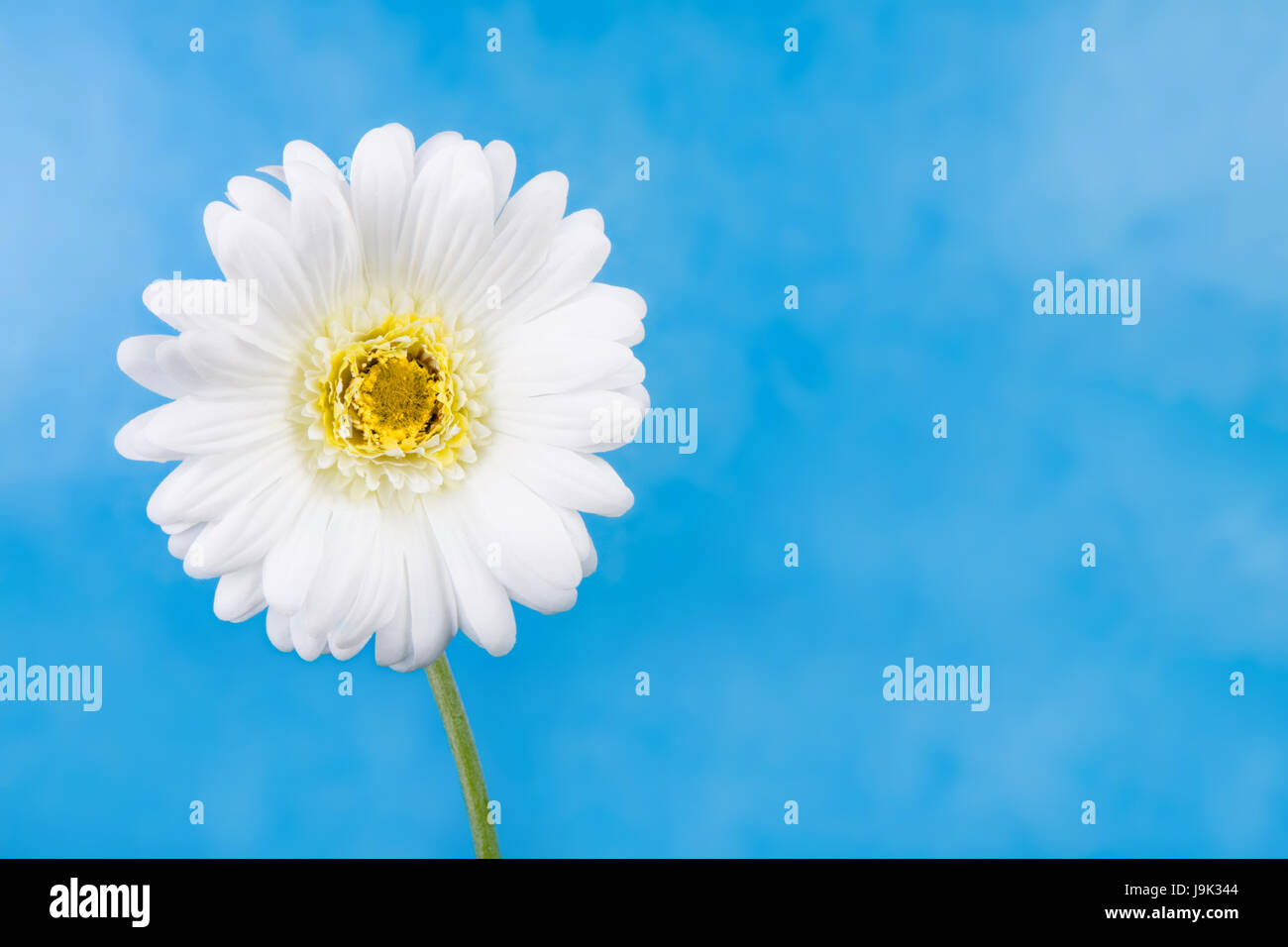 blue, beautiful, beauteously, nice, objects, macro, close-up, macro ...