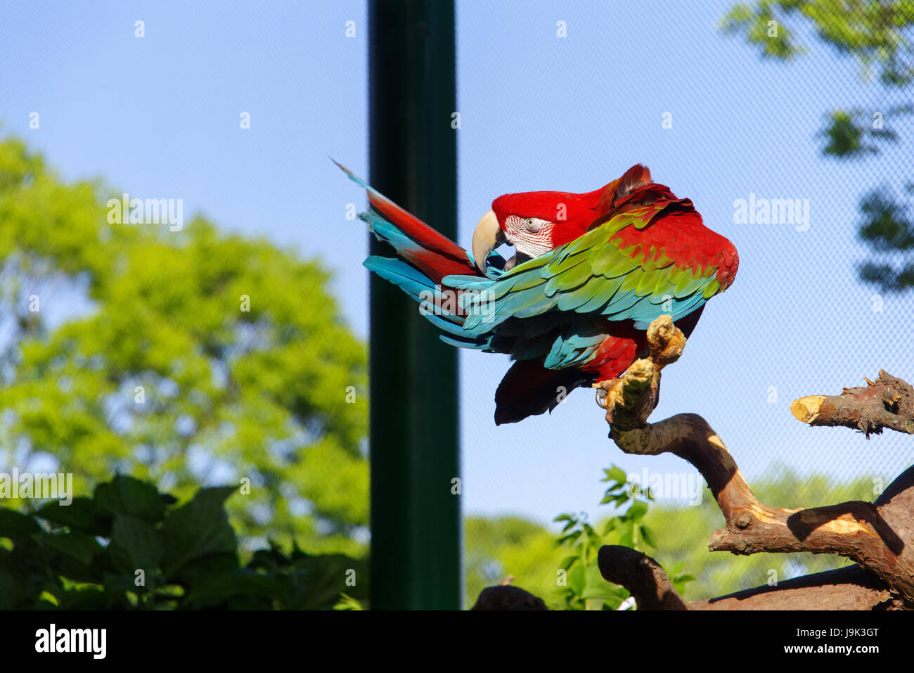 Parrot on the Tree Stock Photo - Alamy