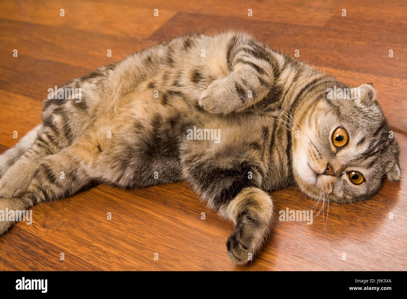 single, colour, closeup, pet, mammal, playful, animals, eye, organ, fur ...