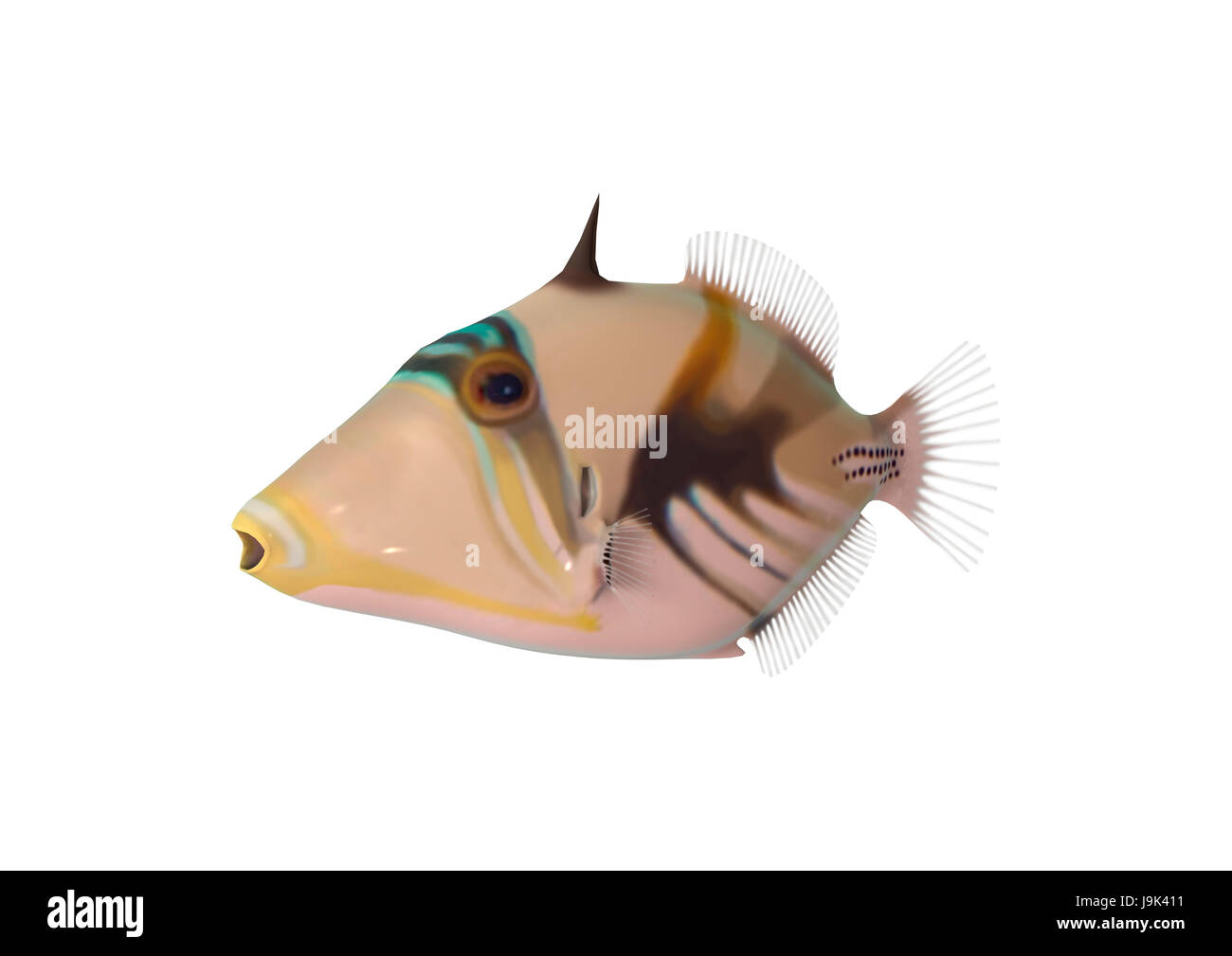 3D rendering of a reef triggerfish isolated on white background Stock ...