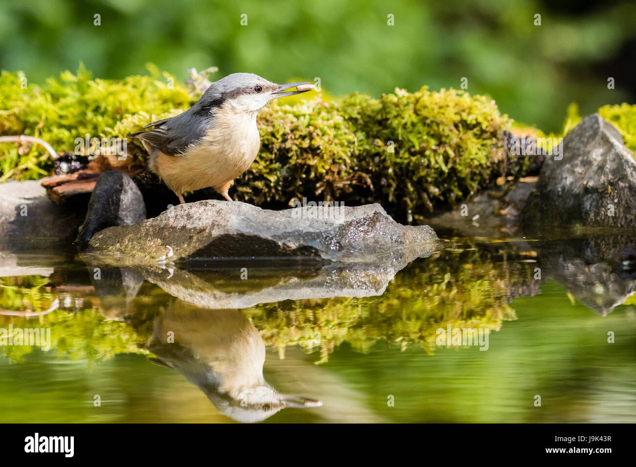 European nuthatch in spring Stock Photo - Alamy