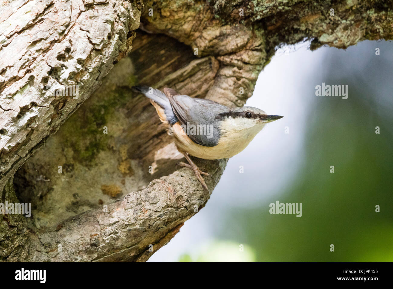 European nuthatch at the entrance to it's nest Stock Photo - Alamy