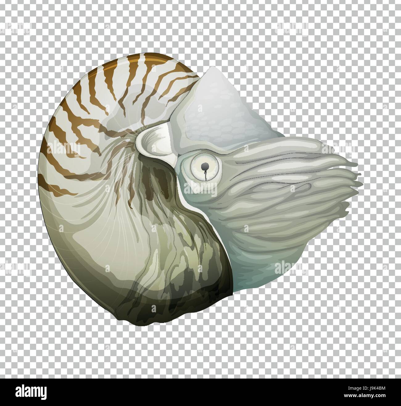 Sea nautilus on transparent background illustration Stock Vector Image ...