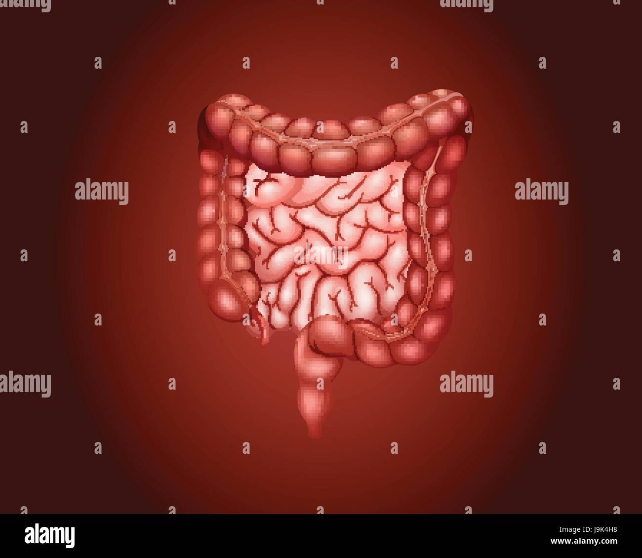 Human intestine on red background illustration Stock Vector Image & Art ...