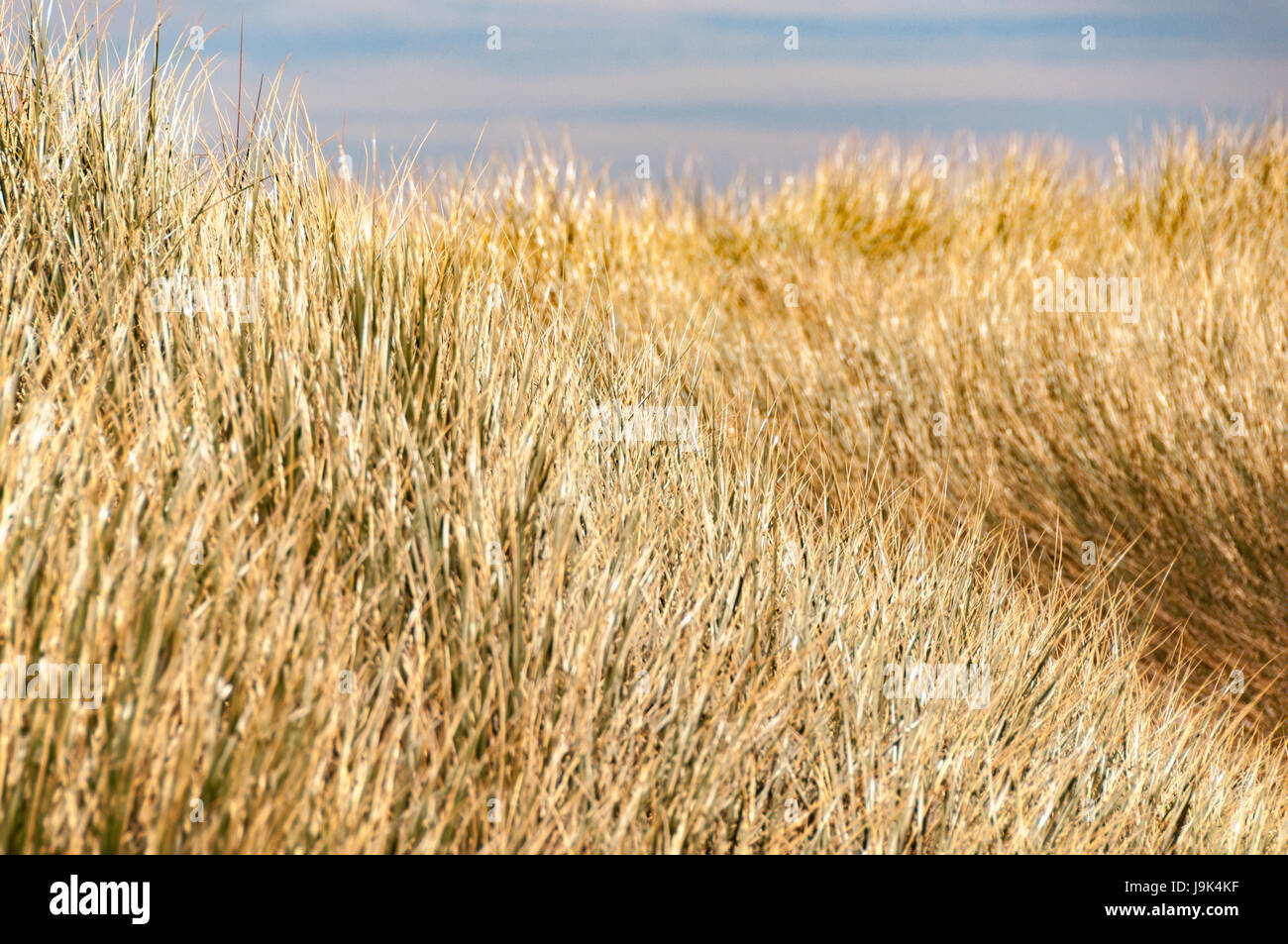 Golden scrub in the Australian outback Stock Photo - Alamy