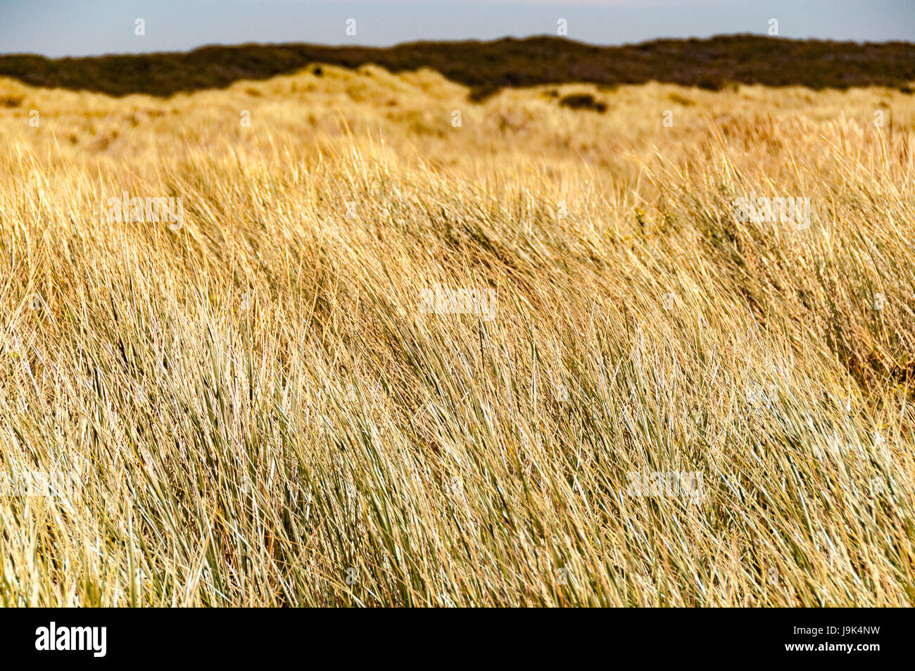 Beach sand dunes covered in golden scrub Stock Photo - Alamy