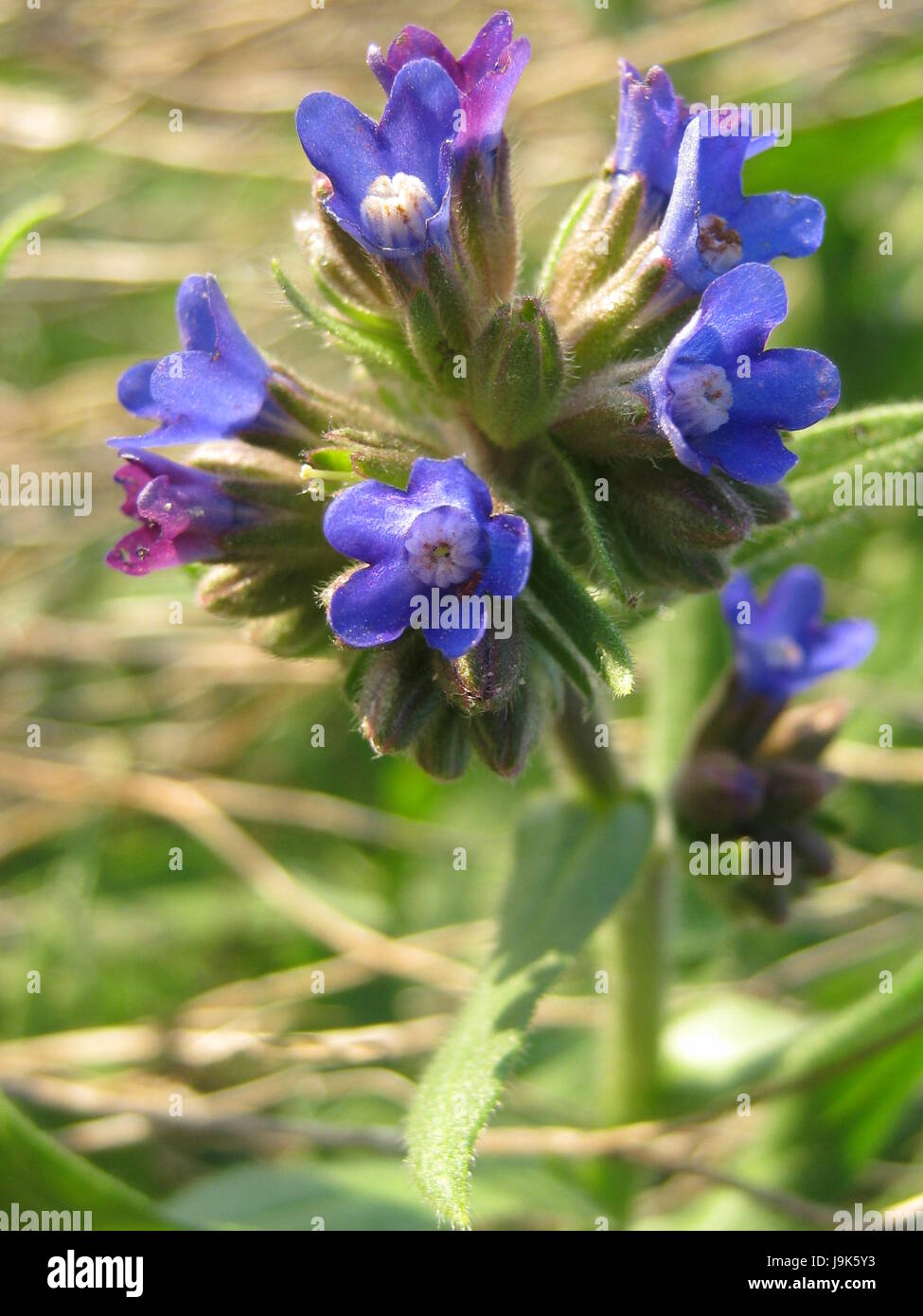 medicinal plant, blue, flower, plant, green, bloom, blossom, flourish ...