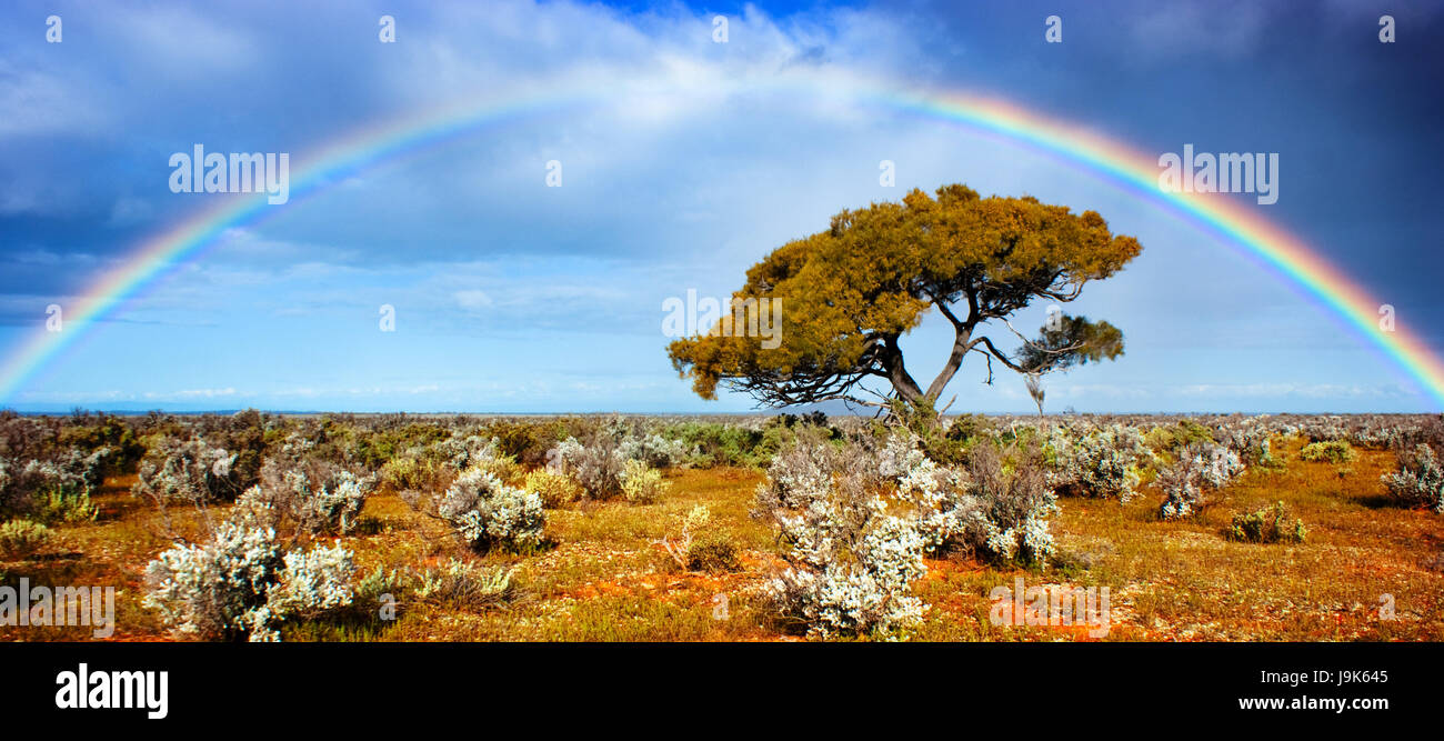 tree, desert, wasteland, australia, rainbow, outback, landscape ...