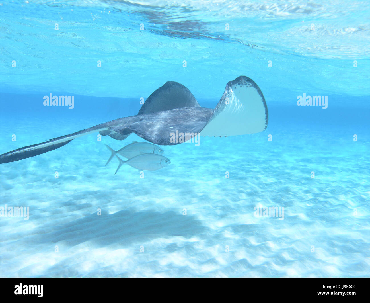 animal, america, central, colombia, caribbean, colorful, house ...