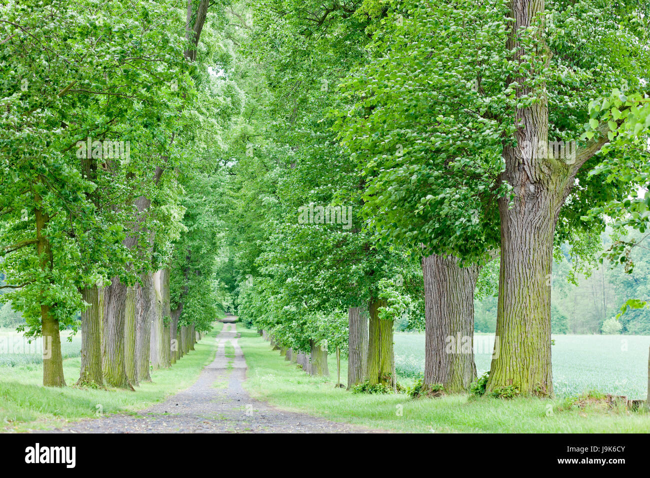 tree, spring, bouncing, bounces, hop, skipping, frisks, jumping, jump ...