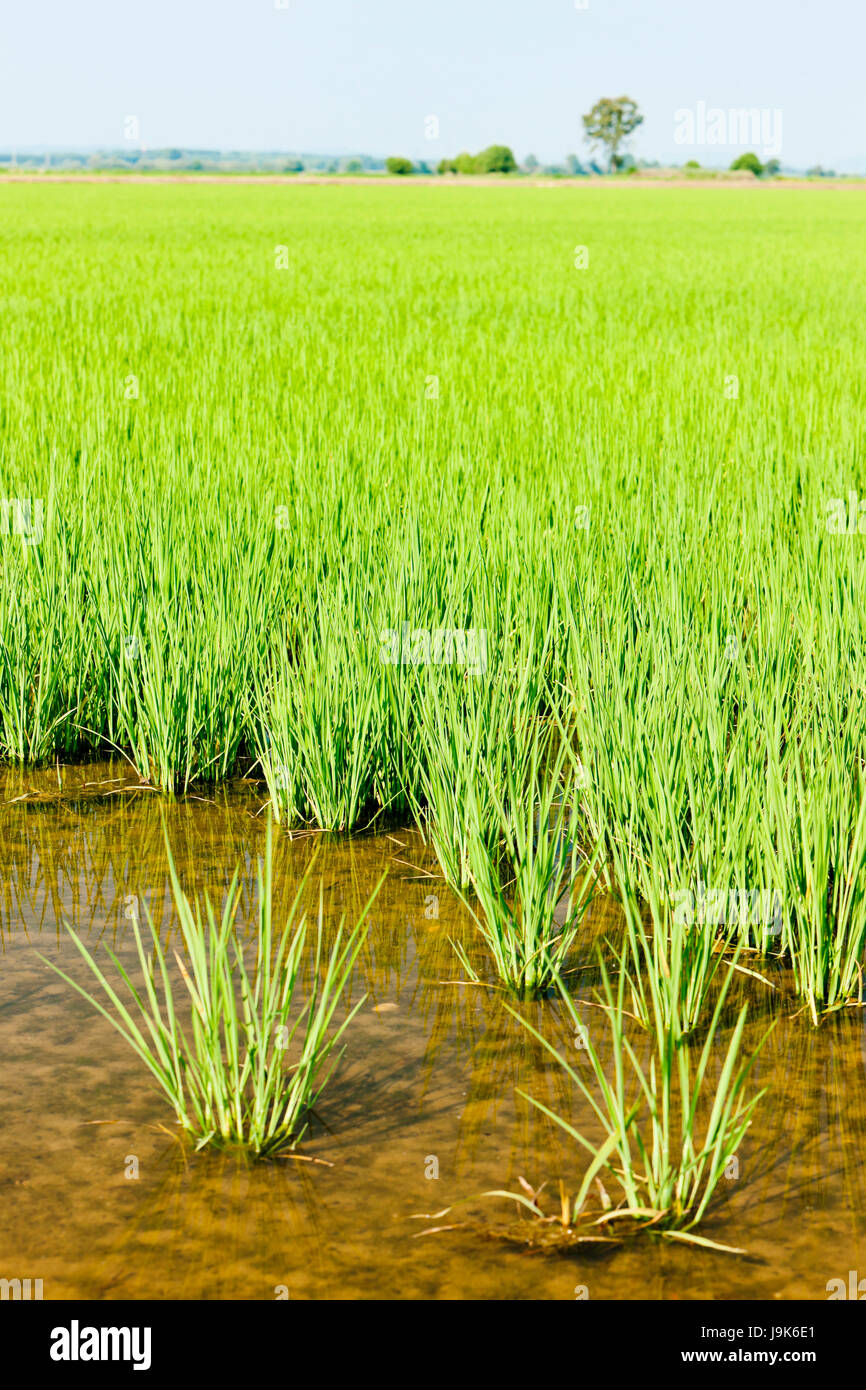 agriculture, farming, field, europe, vegetation, italy, rice ...