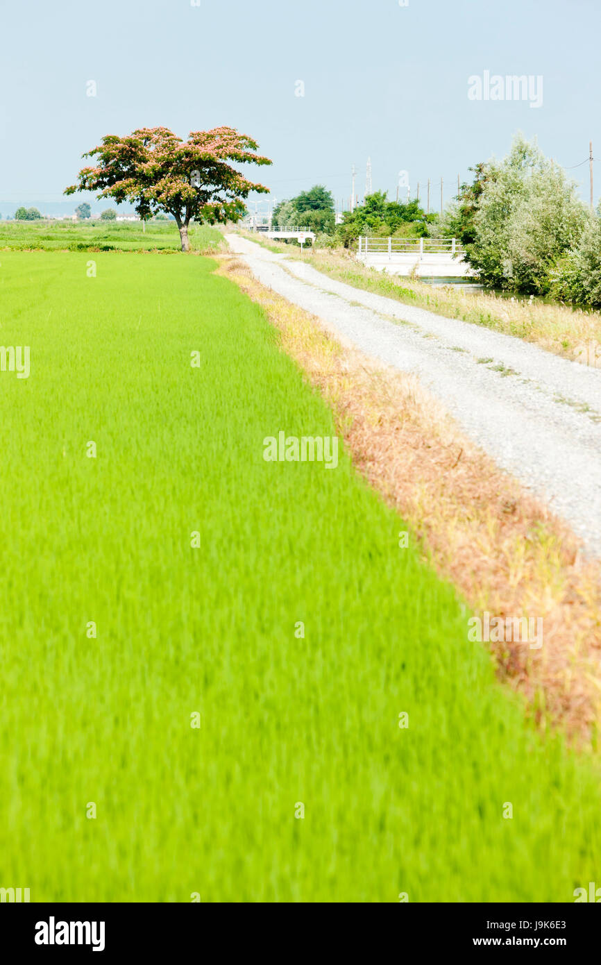 agriculture, farming, field, europe, vegetation, italy, rice ...