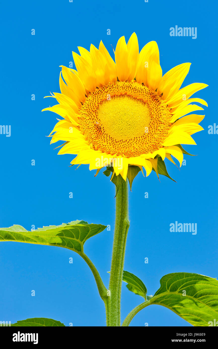 flower, plant, agriculture, farming, sunflower, nature, blue, flower ...