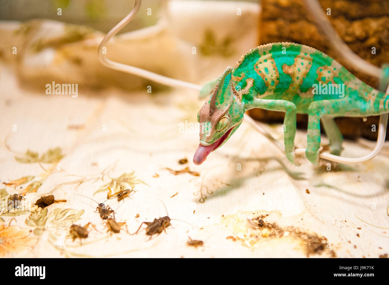 Lizard hunting insects hi-res stock photography and images - Alamy