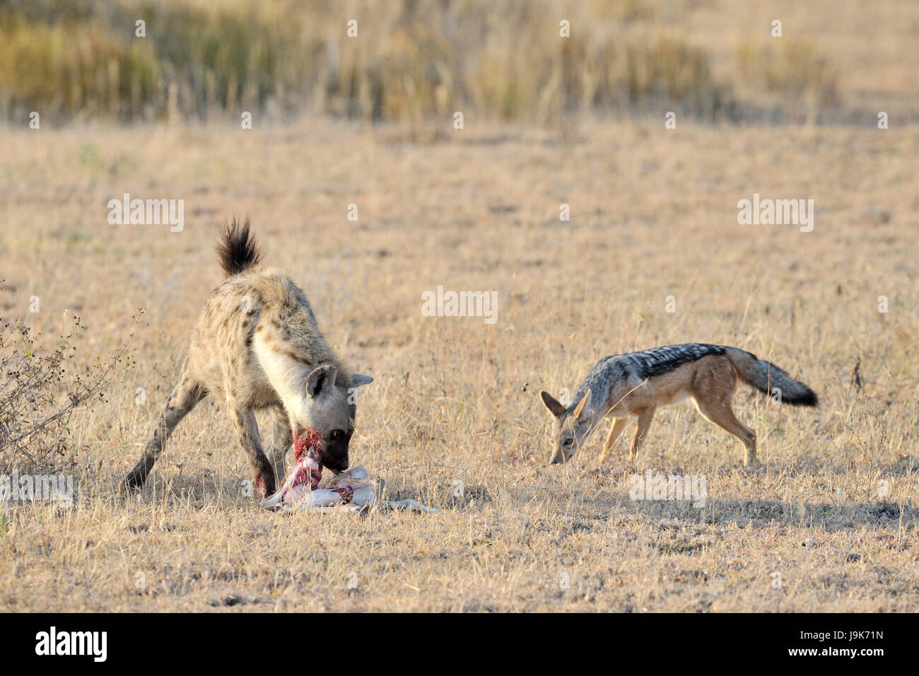 Black backed jackal and hyena hi-res stock photography and images - Alamy