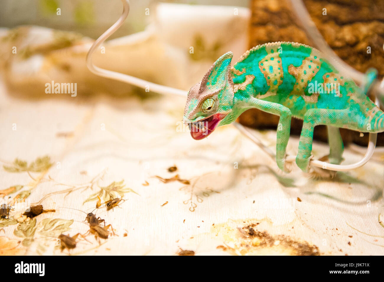 Lizard Hunting Insects High Resolution Stock Photography and Images - Alamy