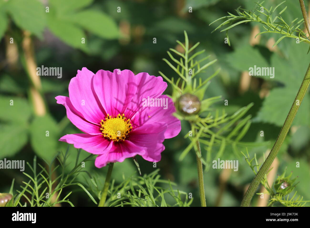 Sweet pink flower Stock Photo - Alamy