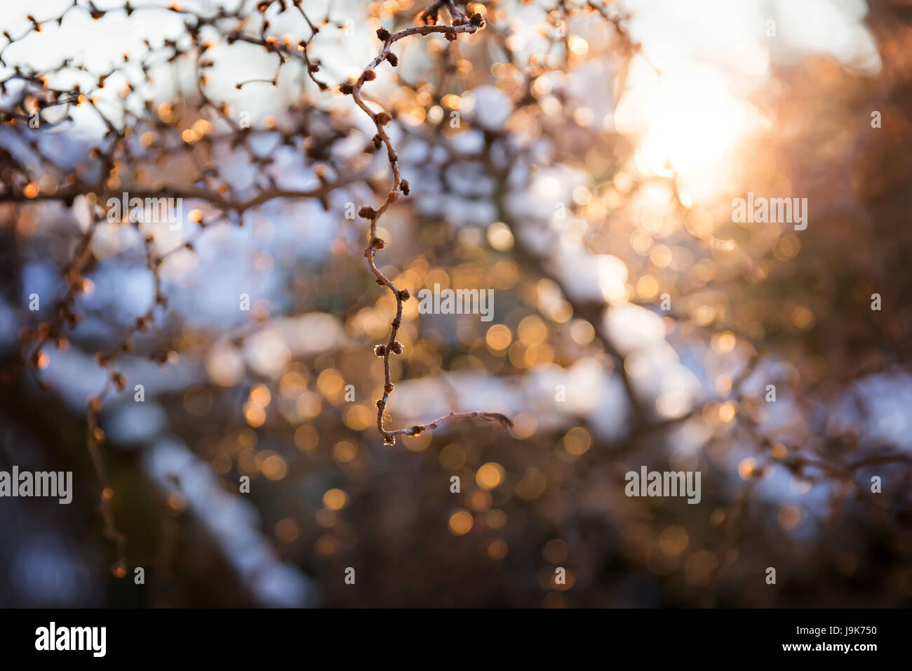 single branch on beautiful sunset background Stock Photo - Alamy