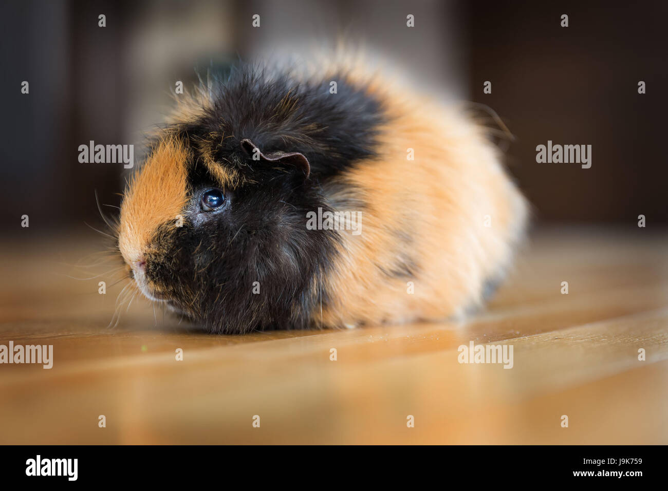 portrait of Guinea pig standing on the floor Stock Photo - Alamy
