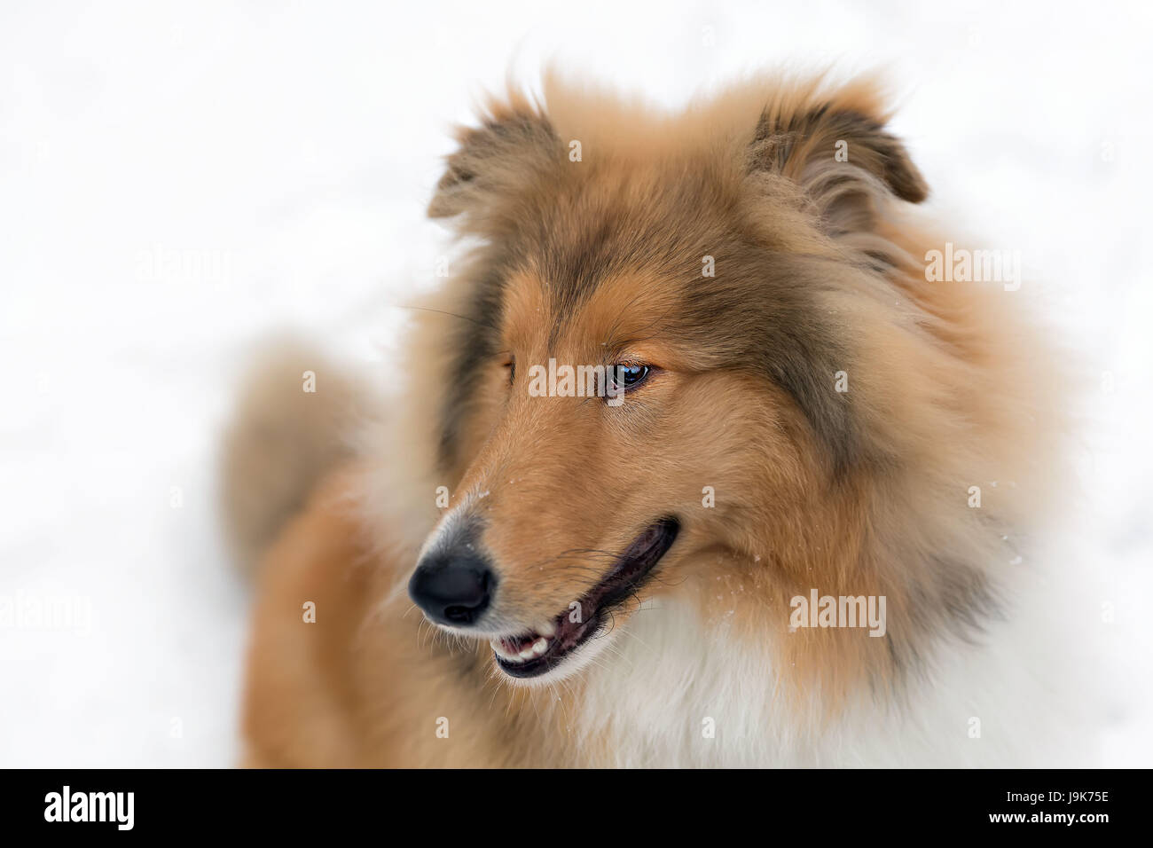 portrait of cute shetland sheepdog Stock Photo - Alamy
