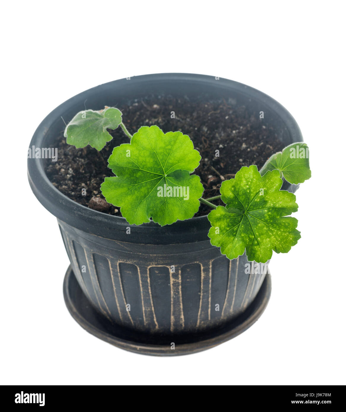 Variegated leaf geranium hi-res stock photography and images - Alamy