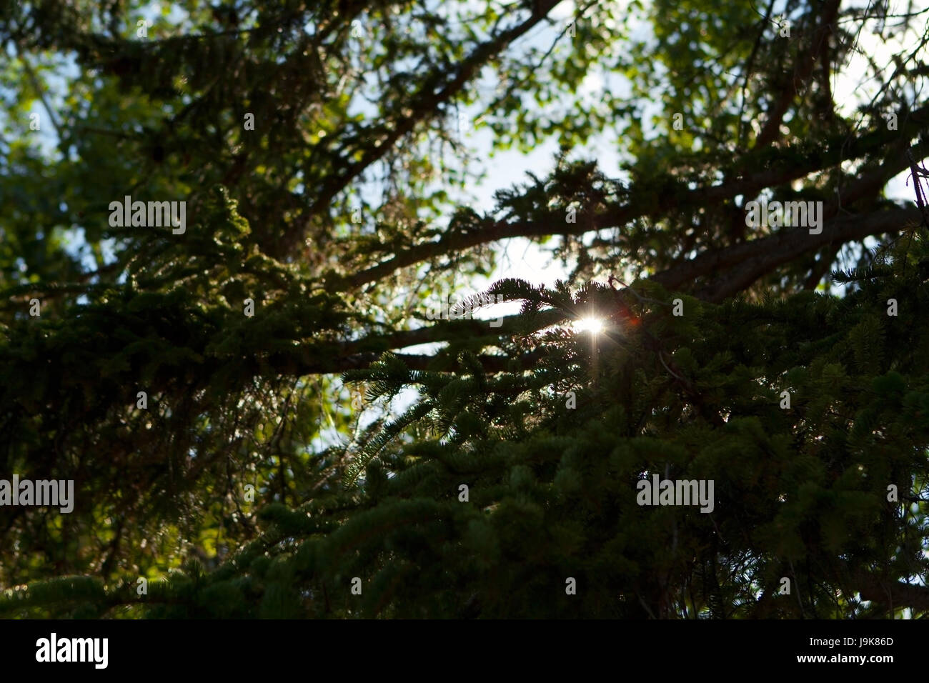 Sun Flare Through The Branches Of A Fir Tree Stock Photo - Alamy