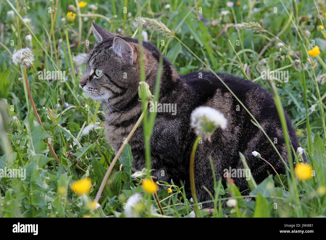 Cat attack mouse hi-res stock photography and images - Alamy
