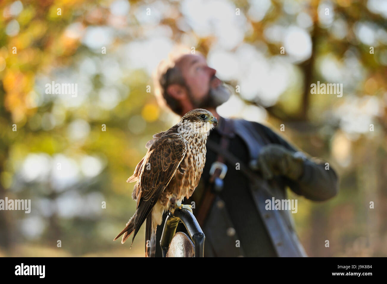 Falconer with his falcon hi-res stock photography and images - Alamy