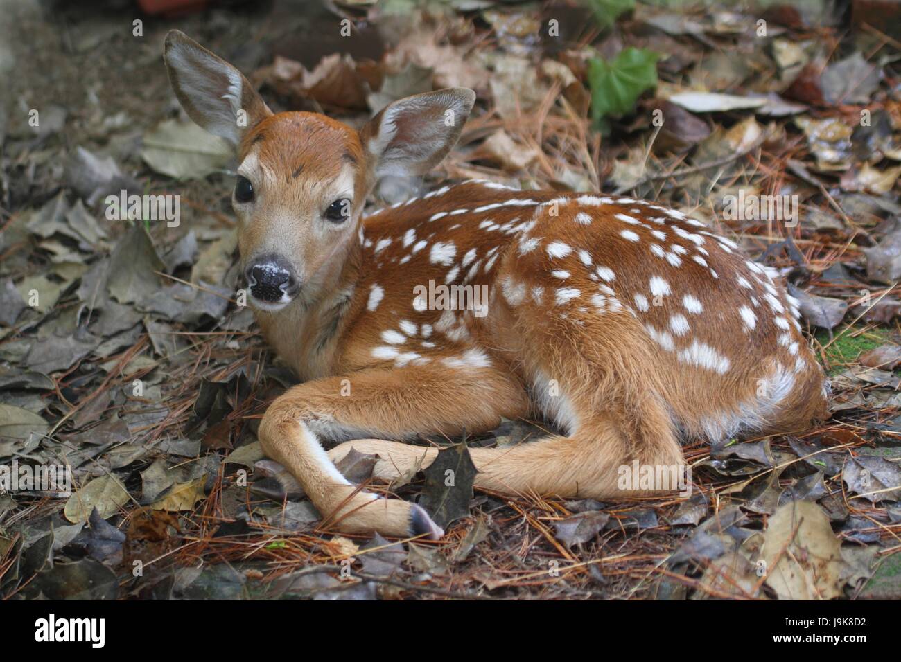 animal, cub, baby, deer, newborn child, newborn infant, newborn ...