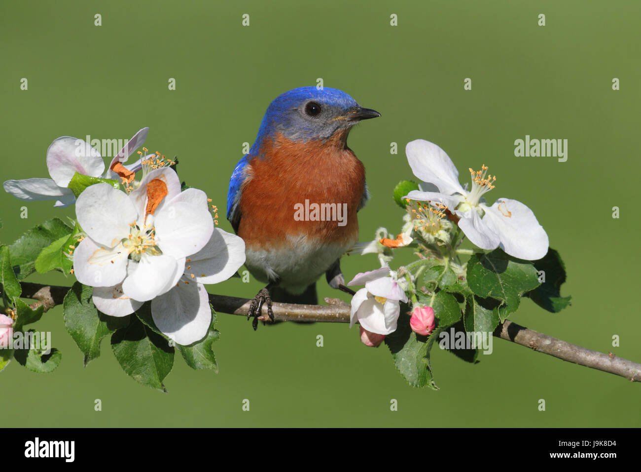 blue, bird, nature, blue, tree, animal, bird, wild, male, masculine ...