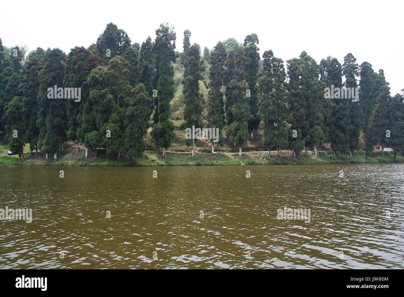 Lofty trees hi-res stock photography and images - Alamy