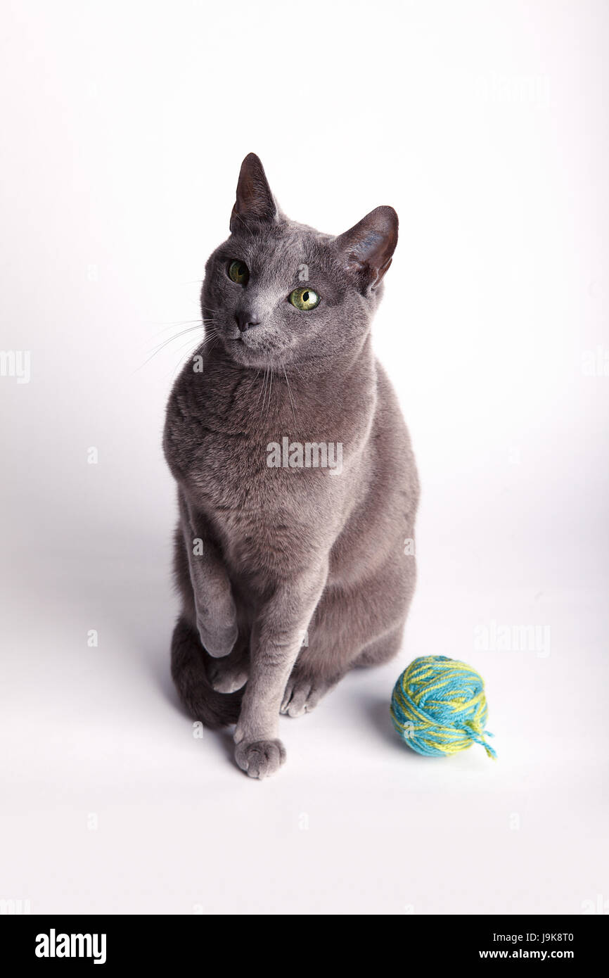 cat with ball of wool Stock Photo - Alamy