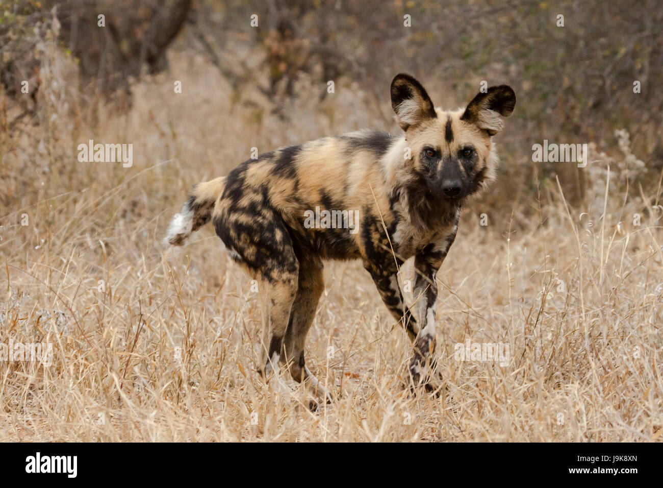 animal, horizontal, nature, animal, africa, horizontal, dogs, rare ...