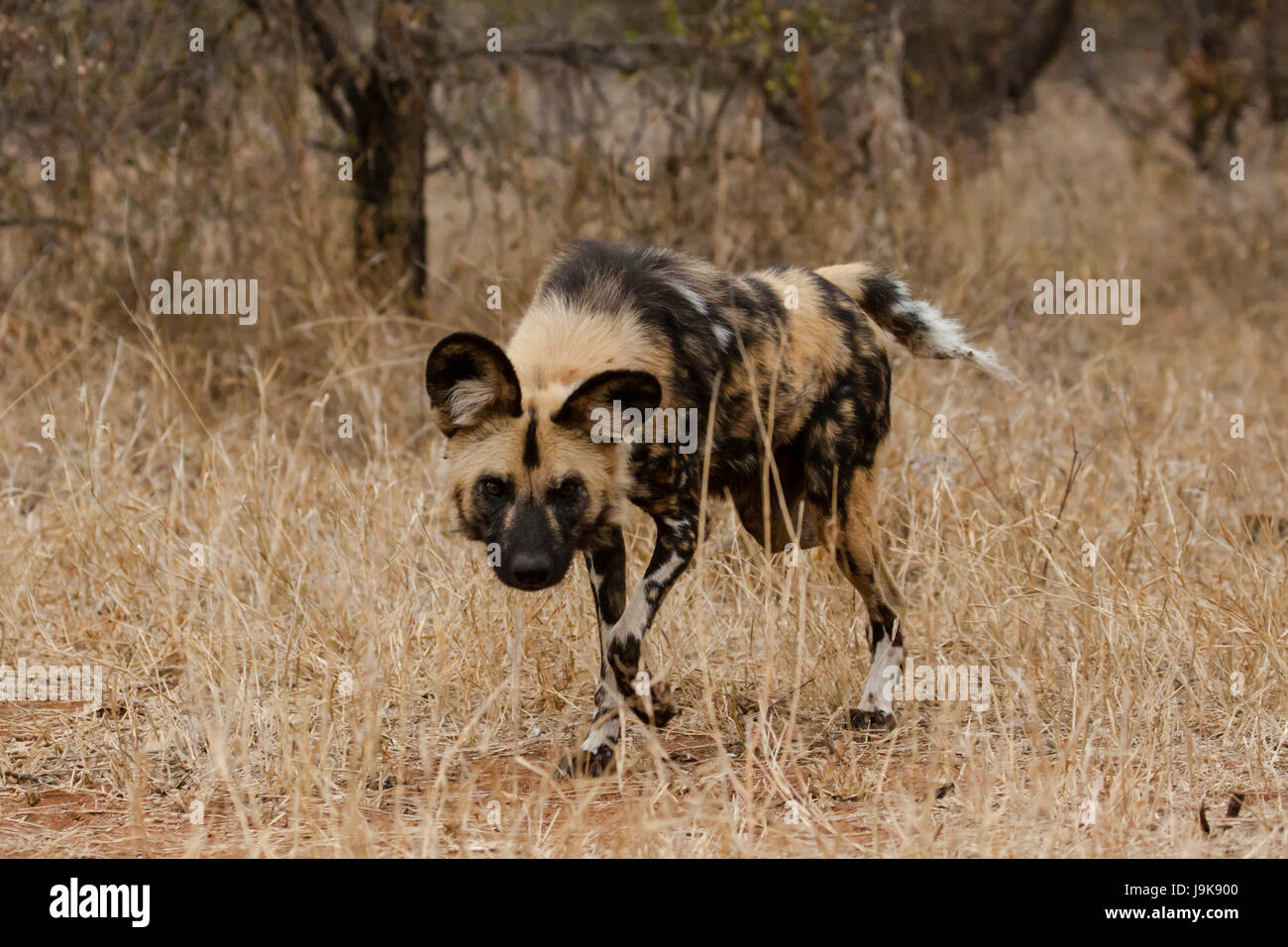 animal, horizontal, nature, animal, africa, horizontal, dogs, rare ...