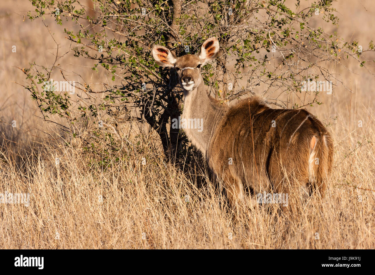 animal, horizontal, african, nature, animal, wild, africa, horizontal ...