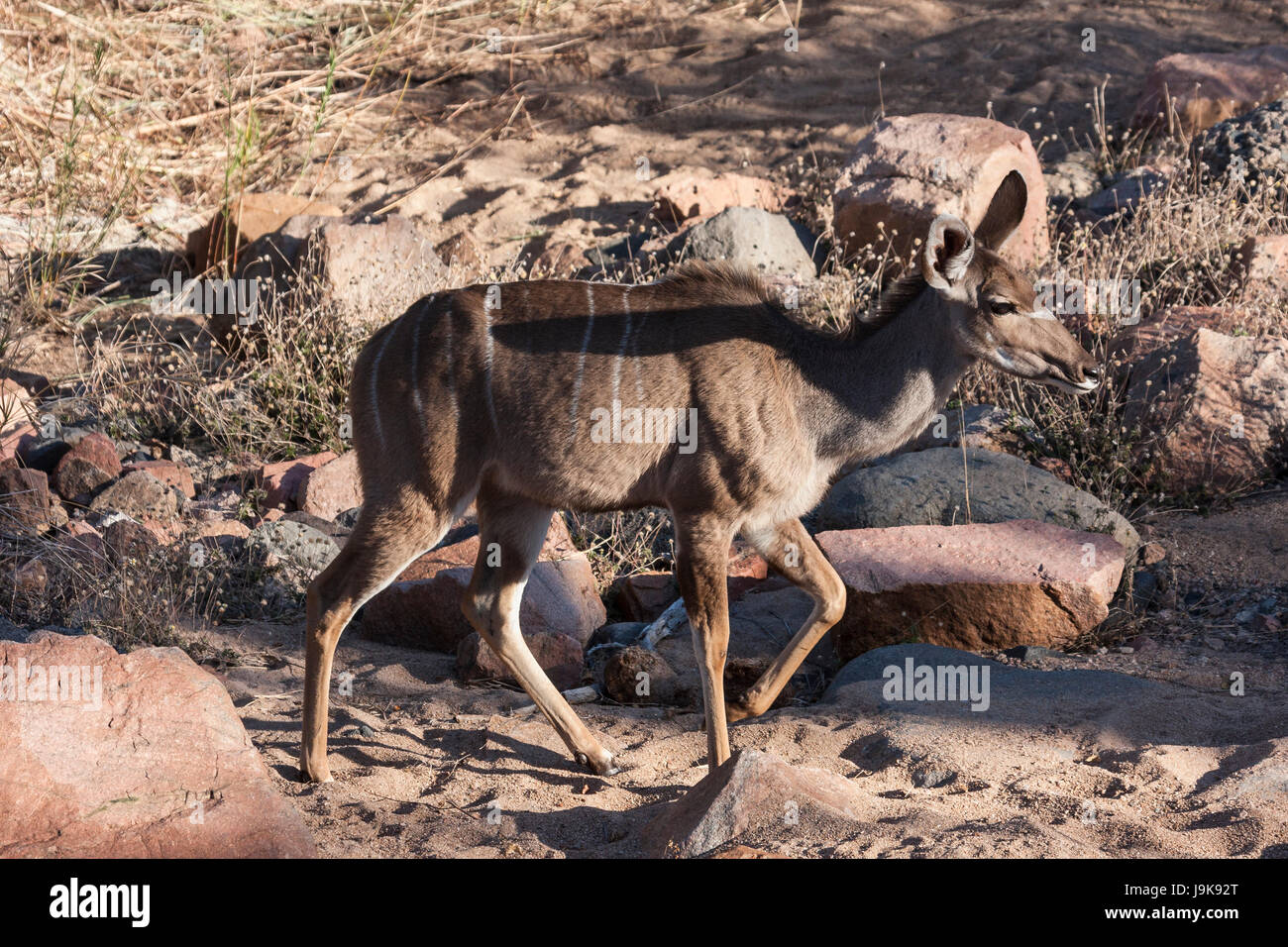 animal, horizontal, african, nature, animal, wild, africa, horizontal ...