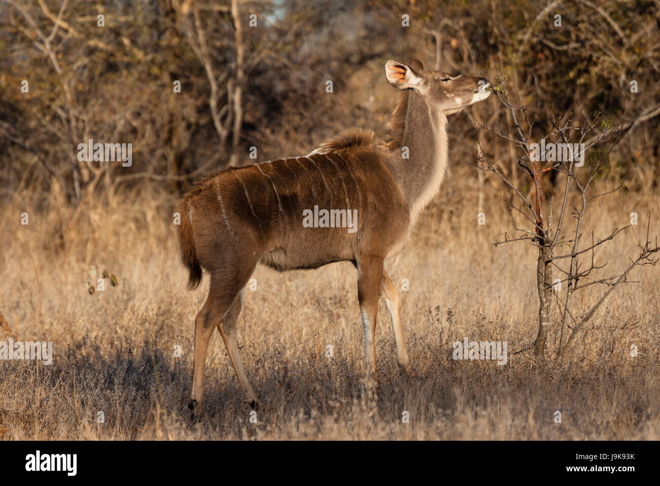 animal, horizontal, african, nature, animal, wild, africa, horizontal ...