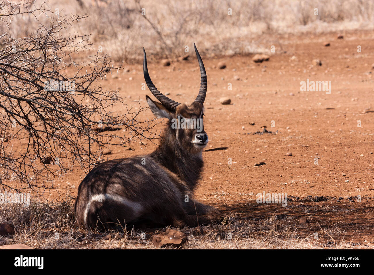 animal, horizontal, african, nature, animal, wild, africa, horizontal ...