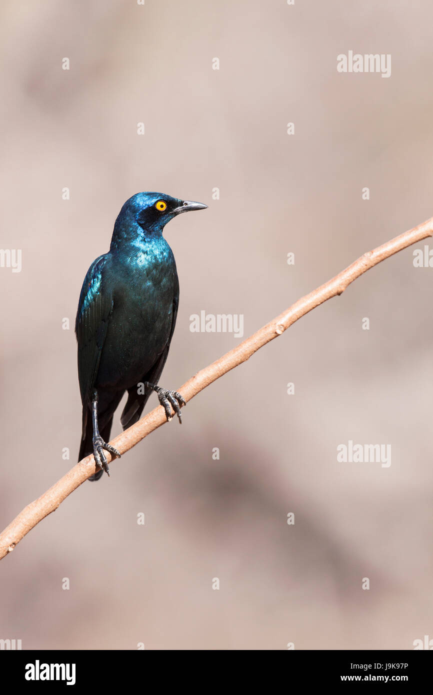 animal, bird, birds, bright, shiny, vertical, nature, animal, bird ...