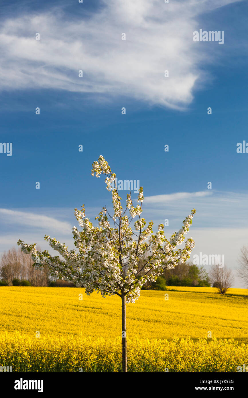 Denmark, Funen, Ladby, rape seed field, springtime Stock Photo - Alamy