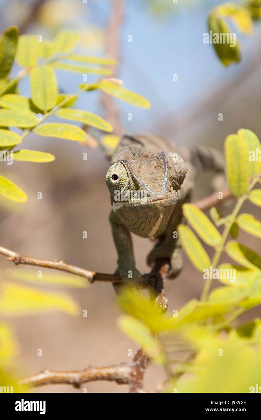 saurian, chameleon, animal, africa, south africa, animal world ...