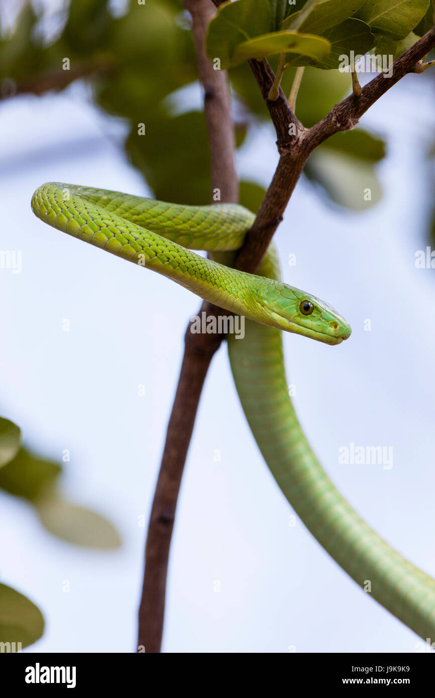green, snake, dangerous, toxic, poisonous, tree, animal, green, africa ...