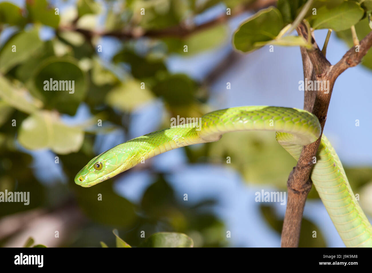 green, snake, dangerous, toxic, poisonous, tree, animal, green, africa ...
