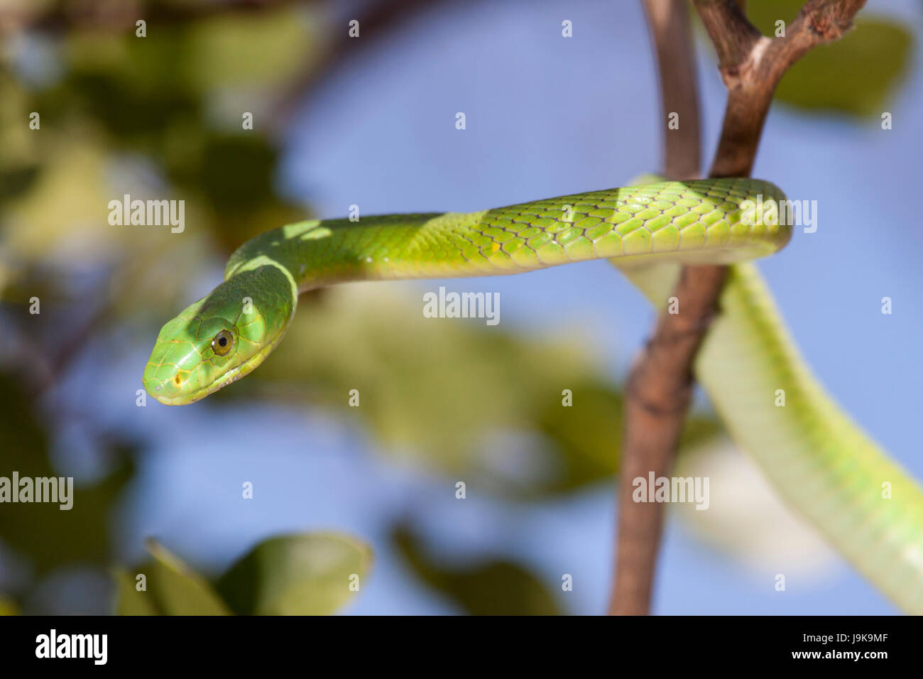 green, snake, dangerous, toxic, poisonous, tree, animal, green, africa ...