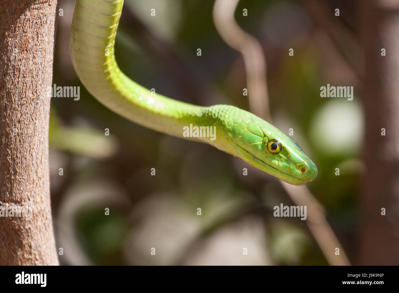 Rough Green Snakes Are Poisonous